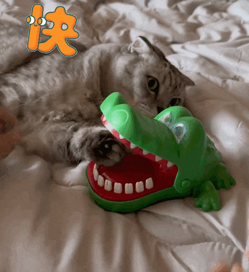 猫叫声 吓老鼠播放图标