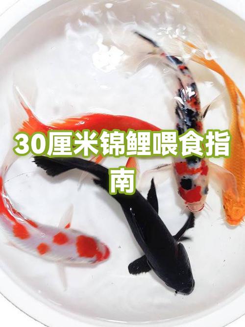 锦鲤喂什么食物最好图标