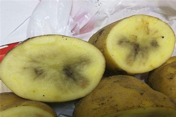 土豆忘记泡水了变颜色了能吃吗图标