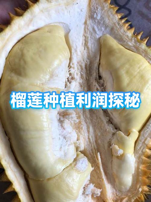 榴莲利润一般是多少截图