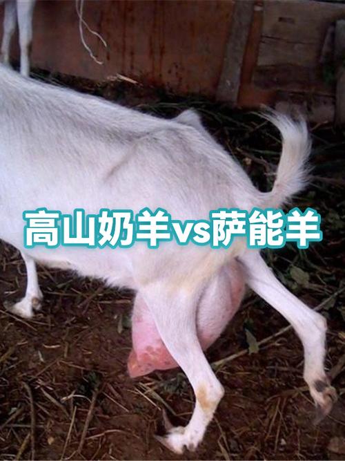 养30头奶羊一年的利润图标