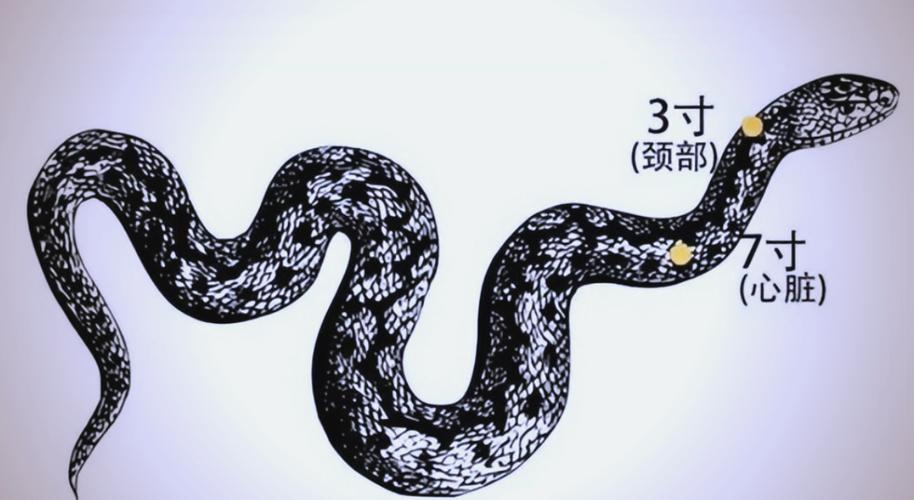 金环蛇和赤练蛇的区别图标