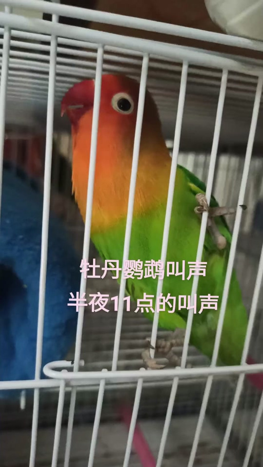 鹦鹉母鸟叫声大全截图