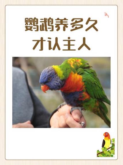 鹦鹉靠什么辨别主人图标