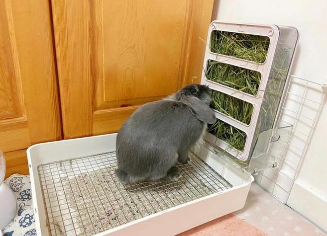 兔兔兔测评图标