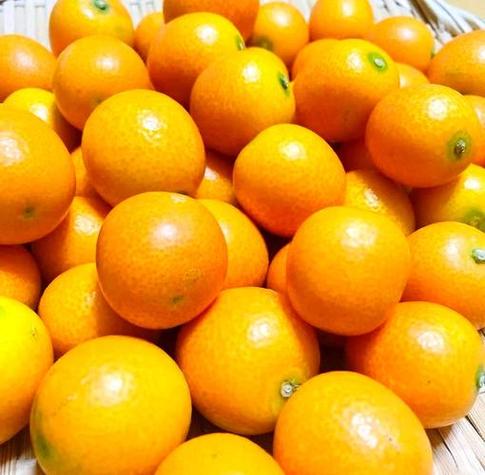 金桔子的功效与作用图标