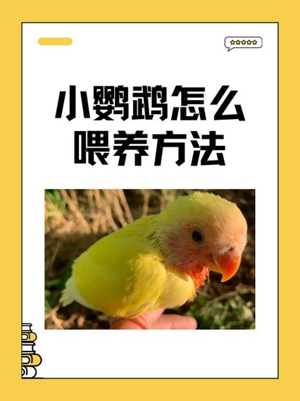 鹦鹉雏鸟喂养教程图标