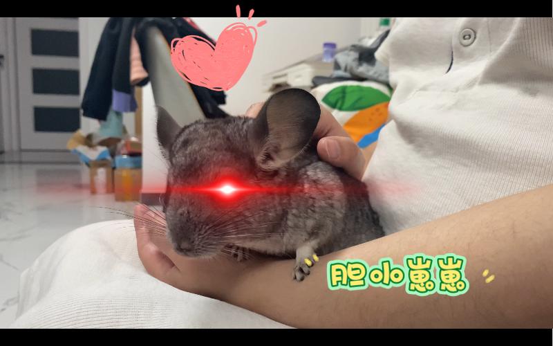 训练龙猫上手图标