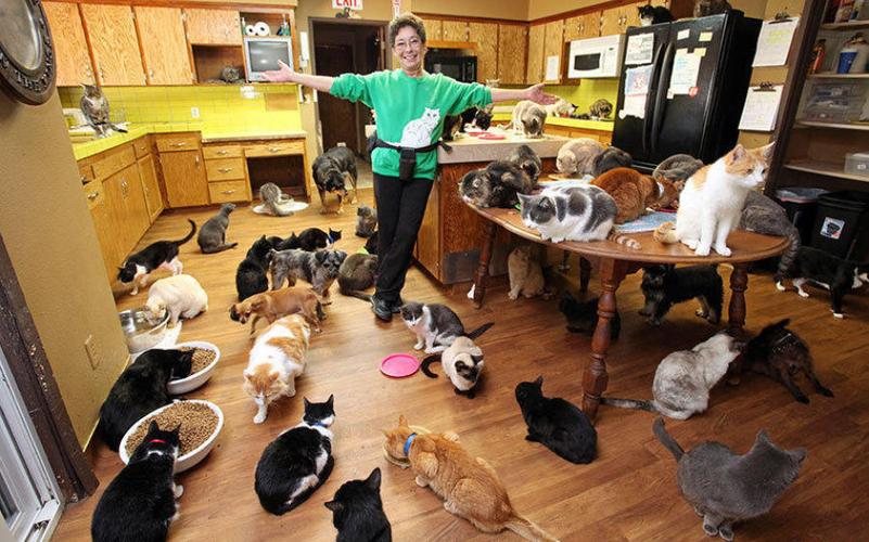 规模养猫场截图
