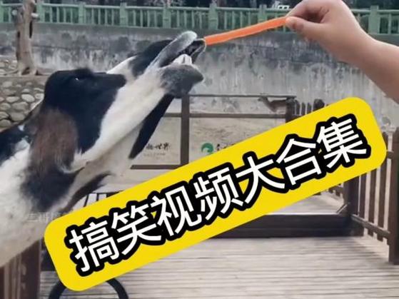 搞笑视频合集2图标