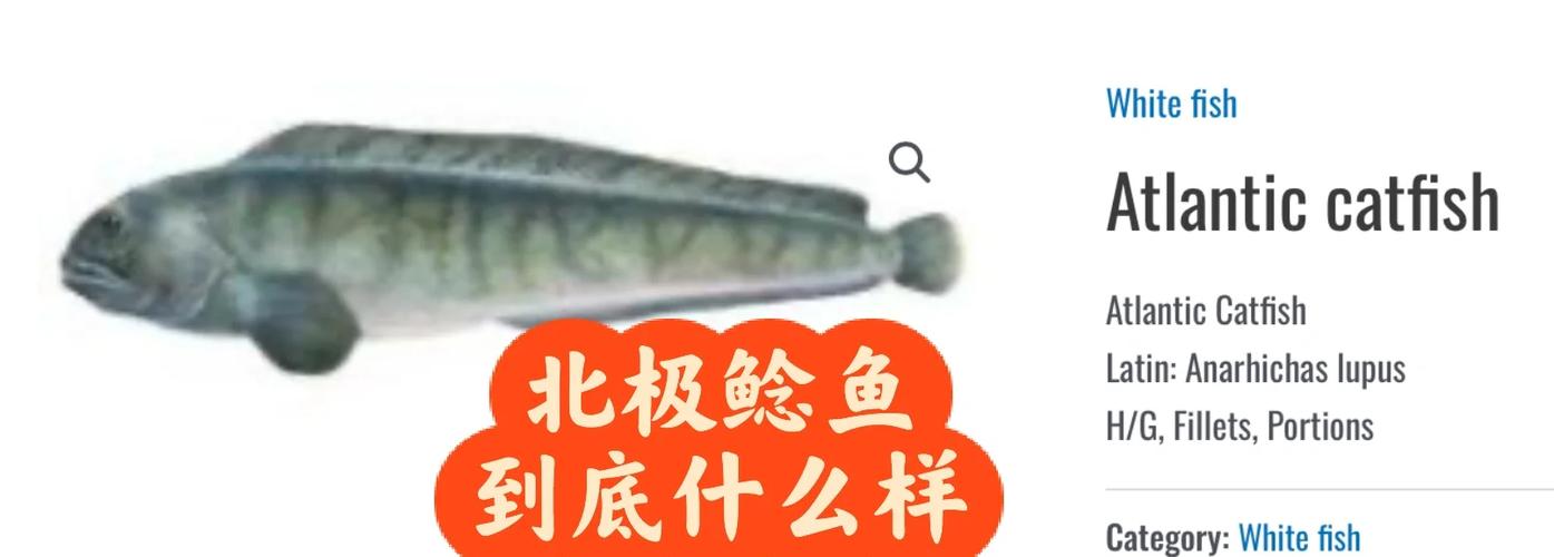 北极鲶鱼是谁图标