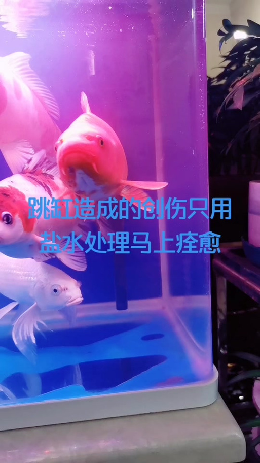 鲤鱼跳缸怎么回事啊图标