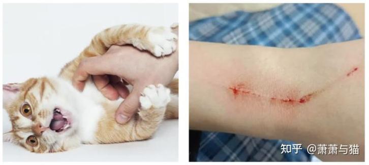 捡回来的猫咬人怎么办图标