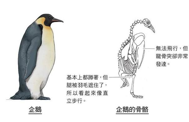 企鹅的身体部位名称图标