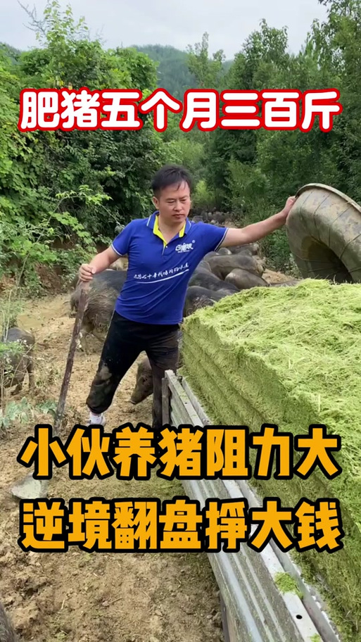 逆袭养猪免广告破解版图标