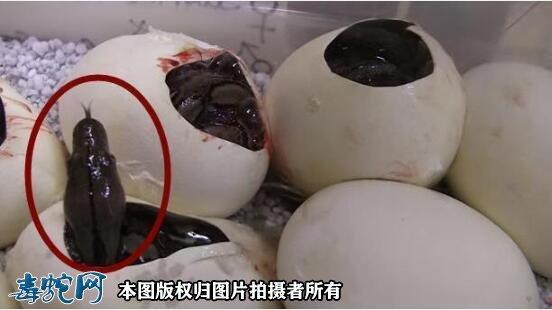 今期蛇蛋图截图