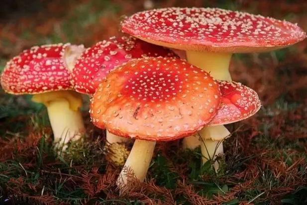 毒蘑菇的获取方法图标