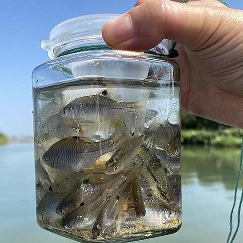 抓鱼神器图标