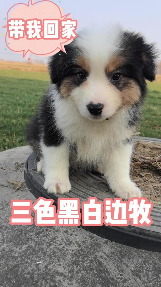 三色边牧最贵三个颜色图标