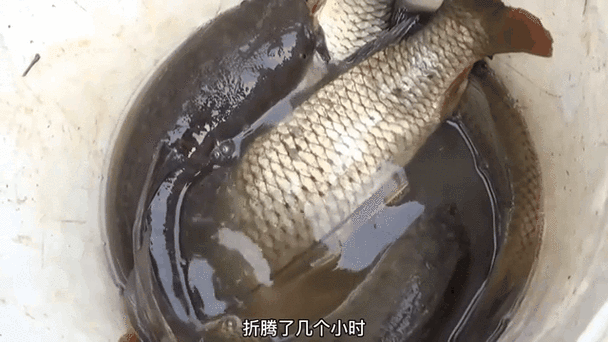 抽水机抓鱼截图