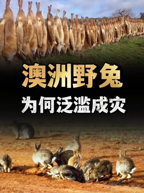 澳洲野兔滥滥抢原因图标