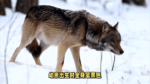 威龙红狼动态壁纸下载截图