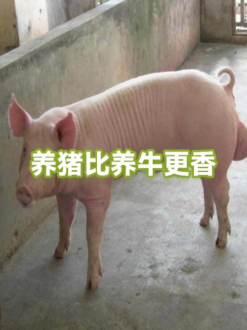 养牛还是养猪哪个好图标