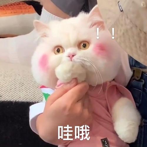 球球是只猫表情包抖音截图