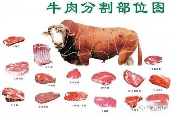 全牛24分解图截图