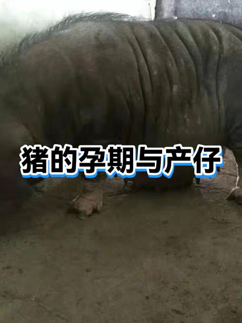 产仔和产仔截图