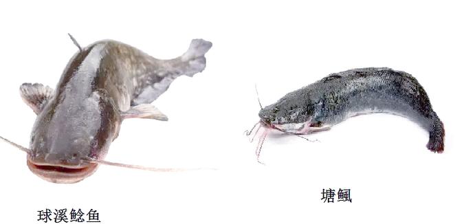 鲶鱼最好三个品种图标