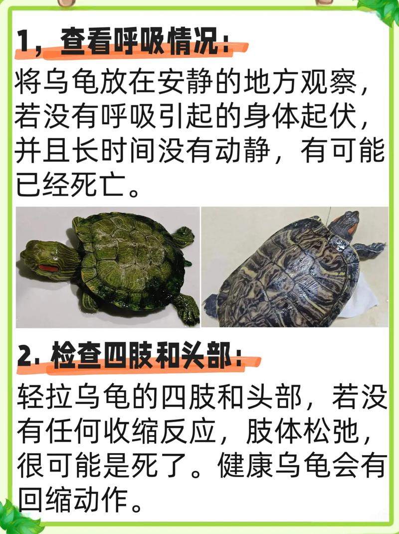 判断乌龟是否死亡图标