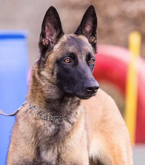 马犬适合什么样的人养截图