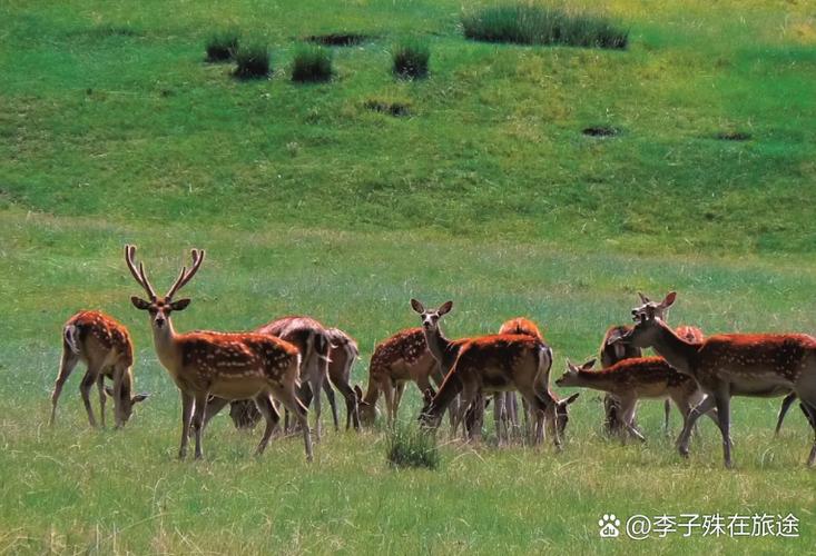 鹿的生活环境特点缩略图