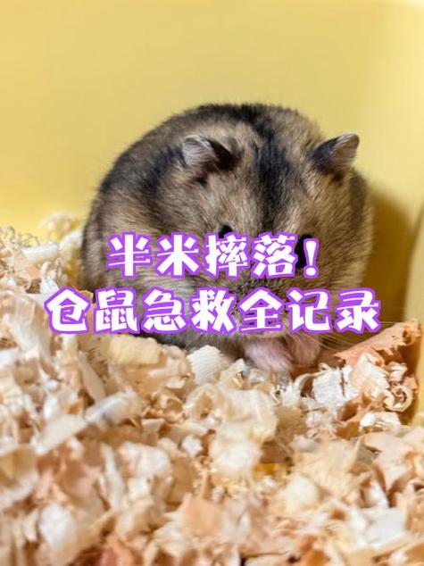 仓鼠摔了会死吗图标