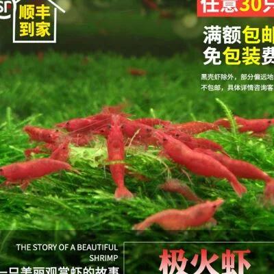 怎样让极火虾越来越红图标