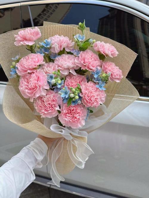 鲜花康乃馨图片截图