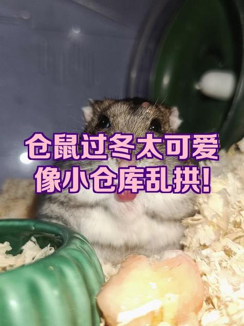仓鼠缩成一团发抖截图