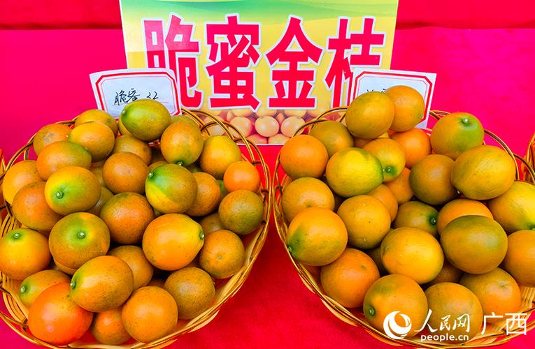 卖金桔店铺名称图标