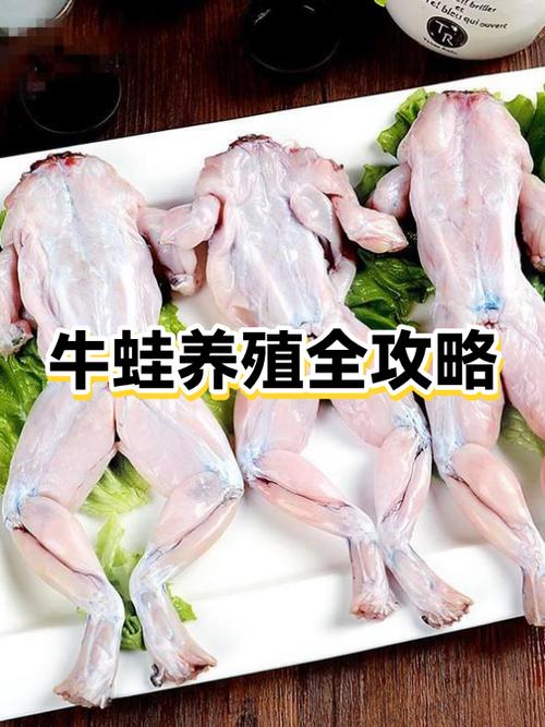 政府为什么不让养牛蛙图标