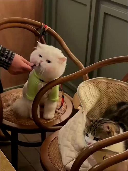 抖音球球是只猫是什么猫图标