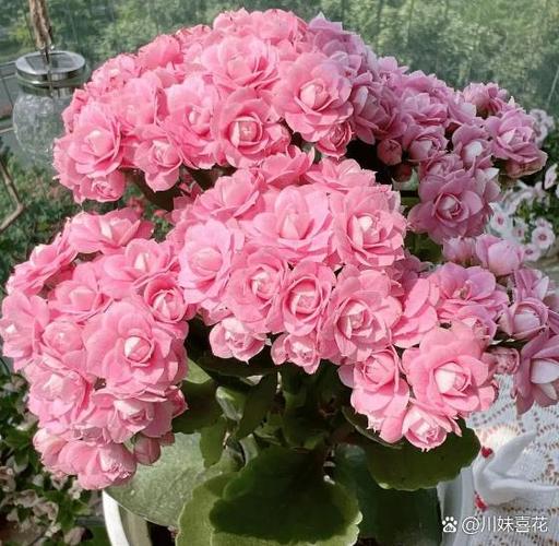 手机怎么拍出颜色鲜艳的照片图标