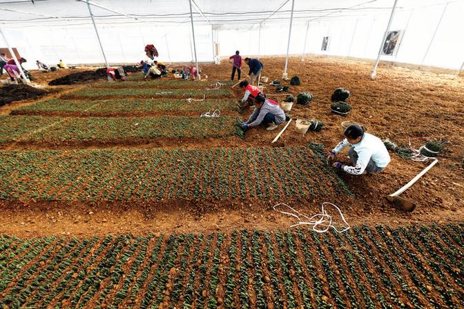 免费中药材种植图标