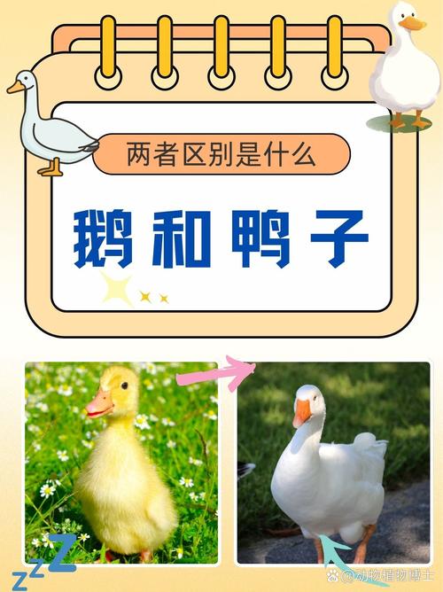 小鸭赚多多和小鸭淘客区别图标