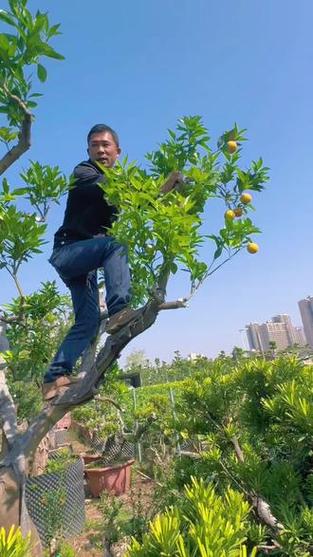 橙子嫁接视频图标