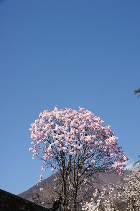 一棵树一棵草一棵花图标