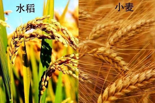 稻谷和水稻有什么区别图标