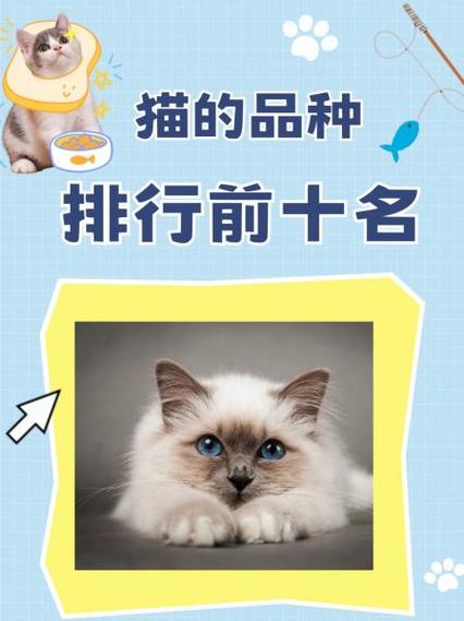 西施猫多少钱一只图标