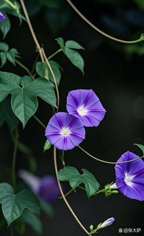 牵牛花图标