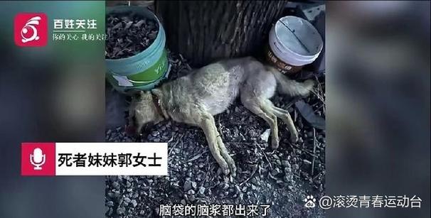 捡到一条狗怎么找主人截图